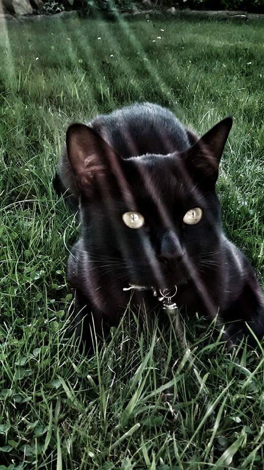 Blackjack – The cat who started it all – Cats of Abruzzo