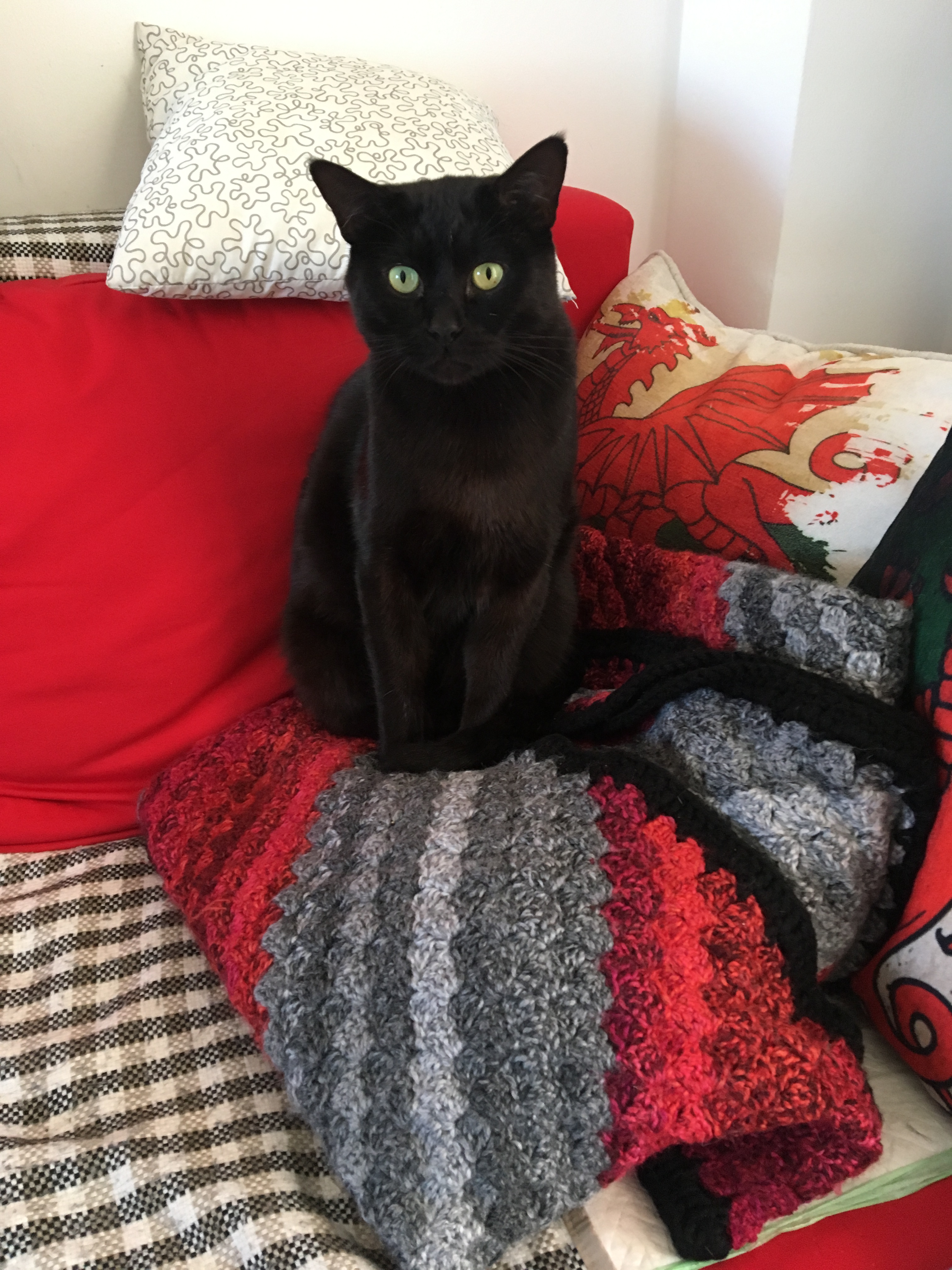 Blackjack – The cat who started it all – Cats of Abruzzo